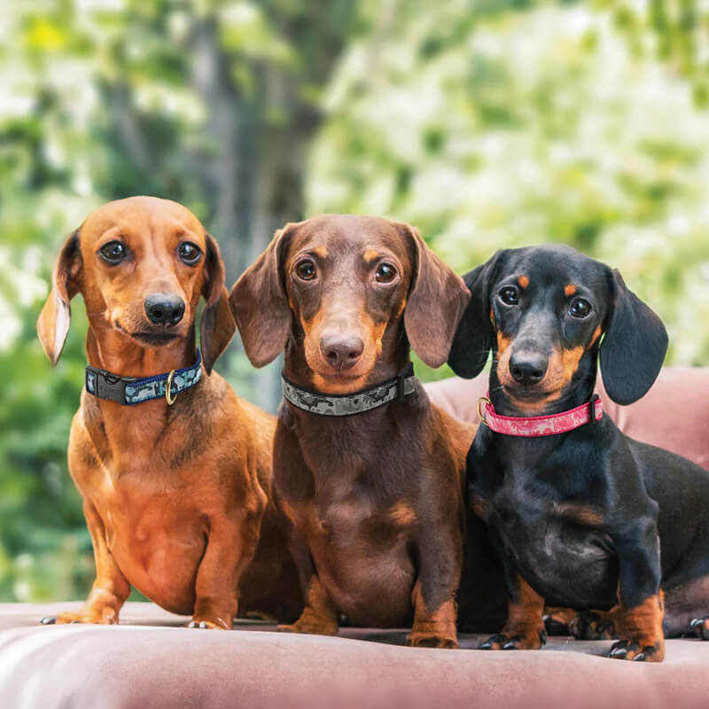 Up Country Collar Grey Camo